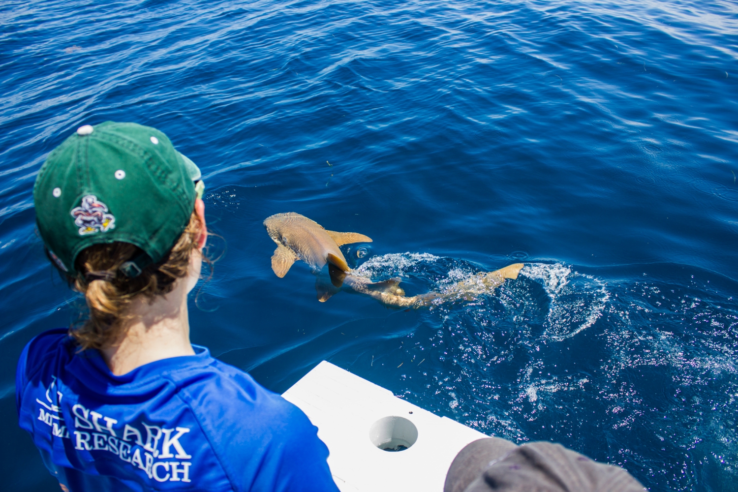 Undergraduate Opportunities – Shark Research & Conservation Program ...