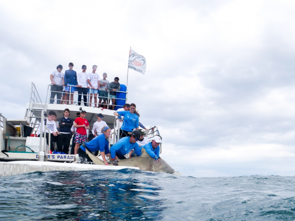 Undergraduate Opportunities – Shark Research & Conservation Program ...