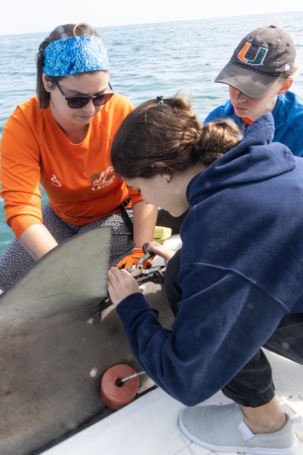History – Shark Research & Conservation Program (SRC) | University of Miami