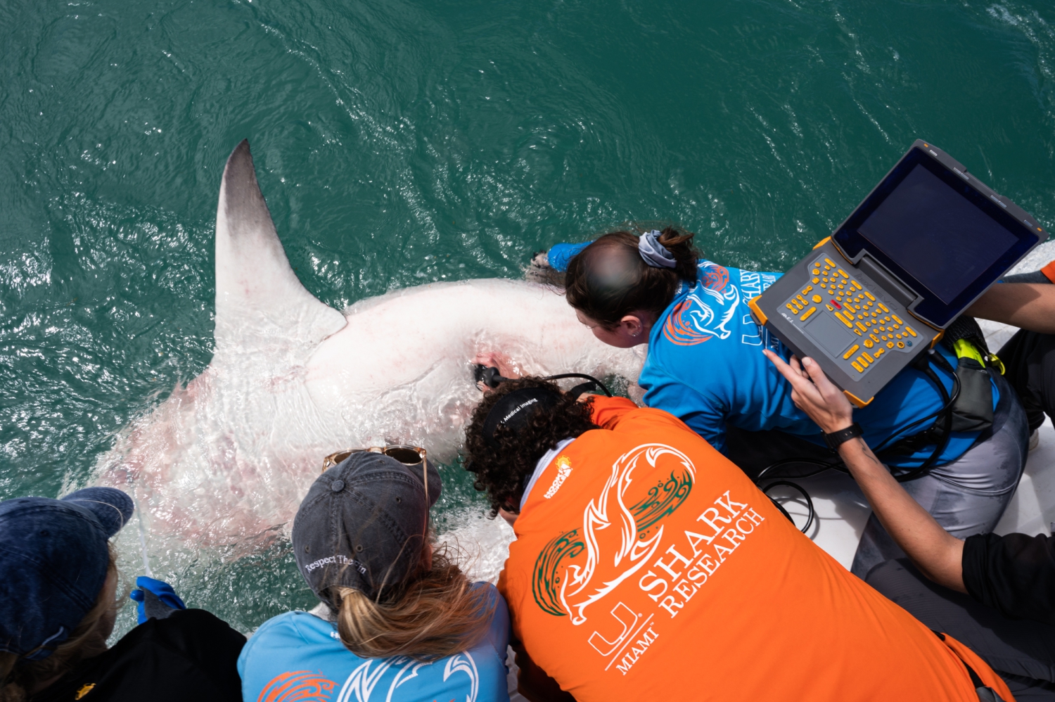 Animal Welfare – Shark Research & Conservation Program (SRC ...