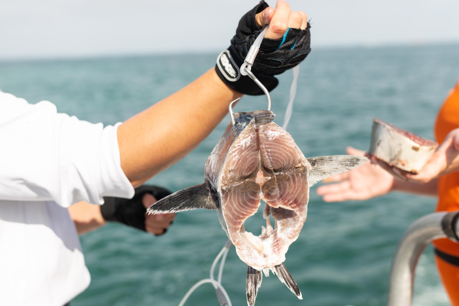 Animal Welfare – Shark Research & Conservation Program (SRC ...