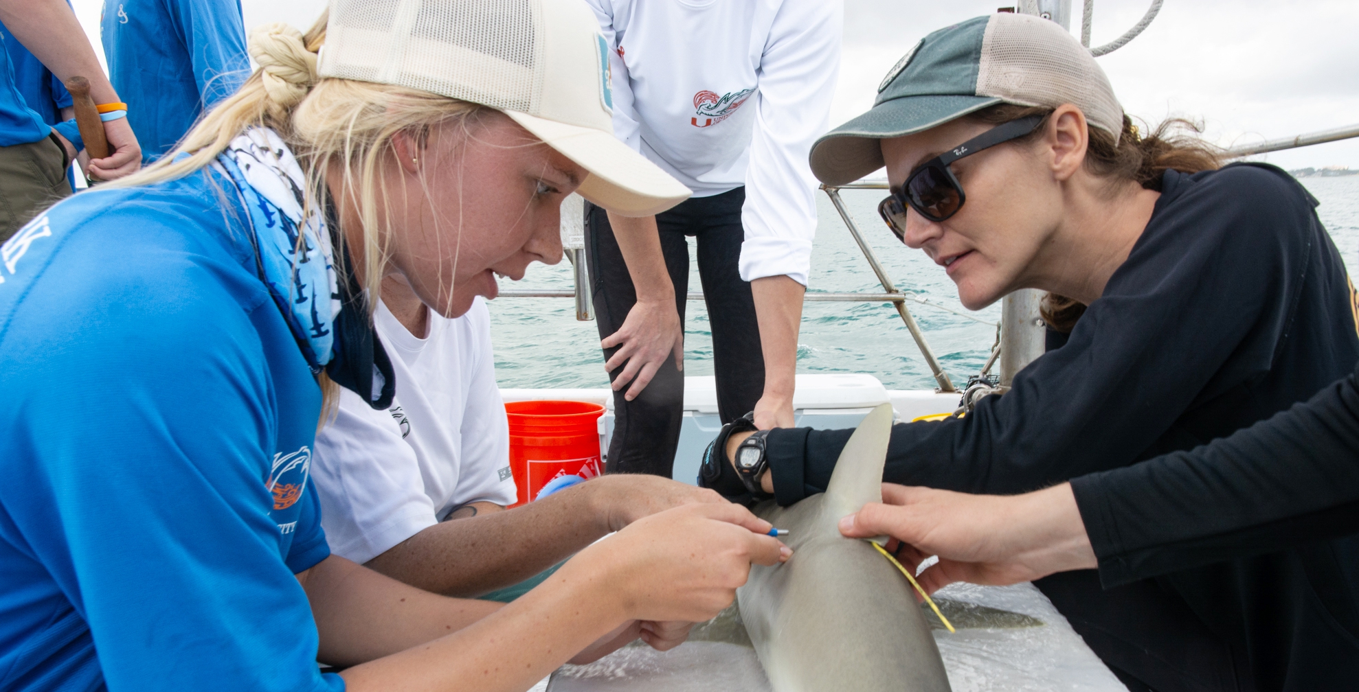 Meet SRC’s New Director: Catherine Macdonald – Shark Research & Conservation Program (SRC ...