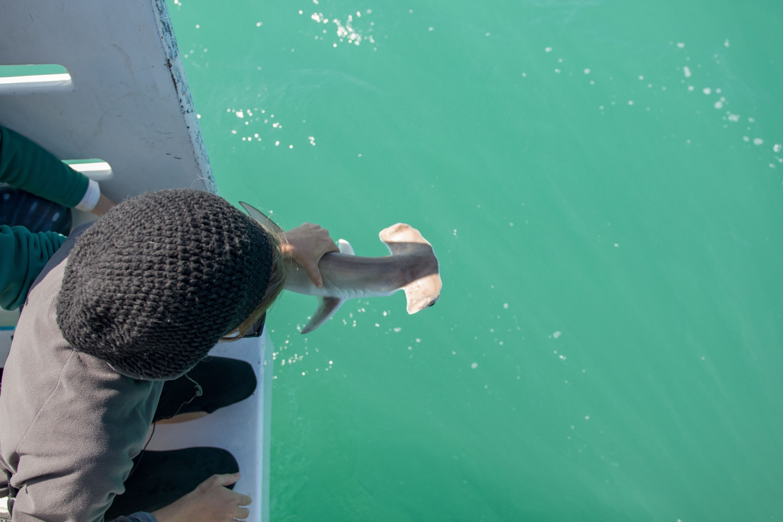 Shark Reproduction – Shark Research & Conservation Program (SRC ...