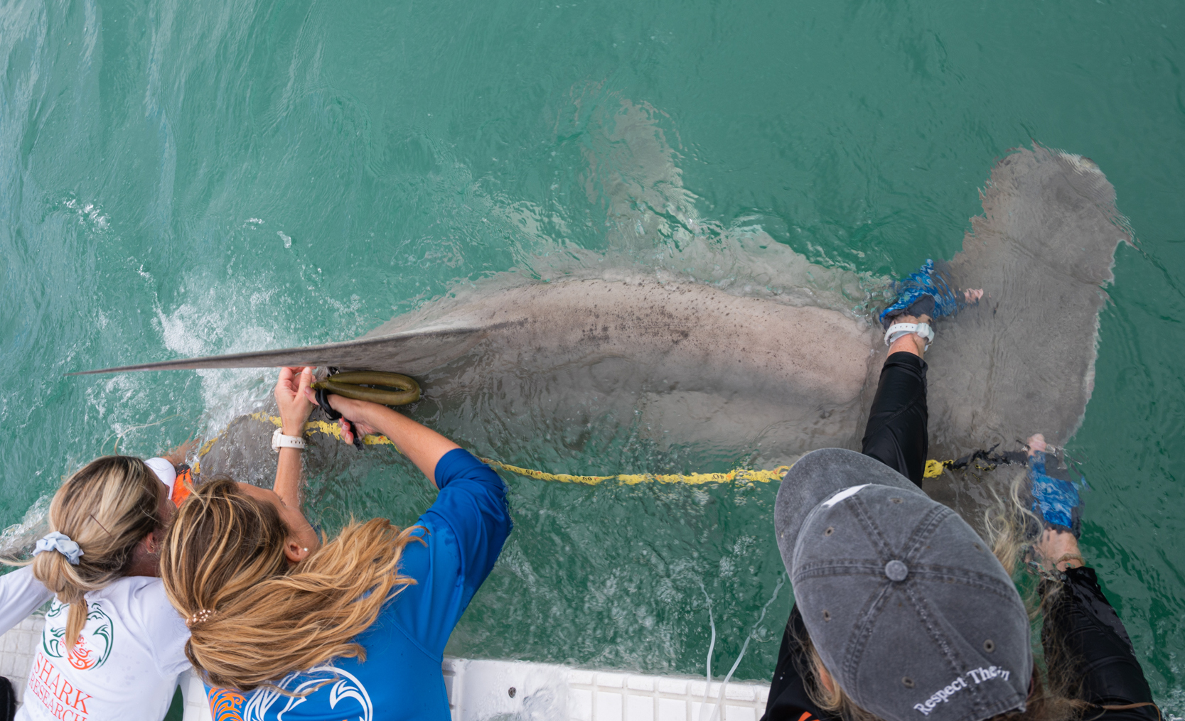 Animal Welfare – Shark Research & Conservation Program (SRC ...