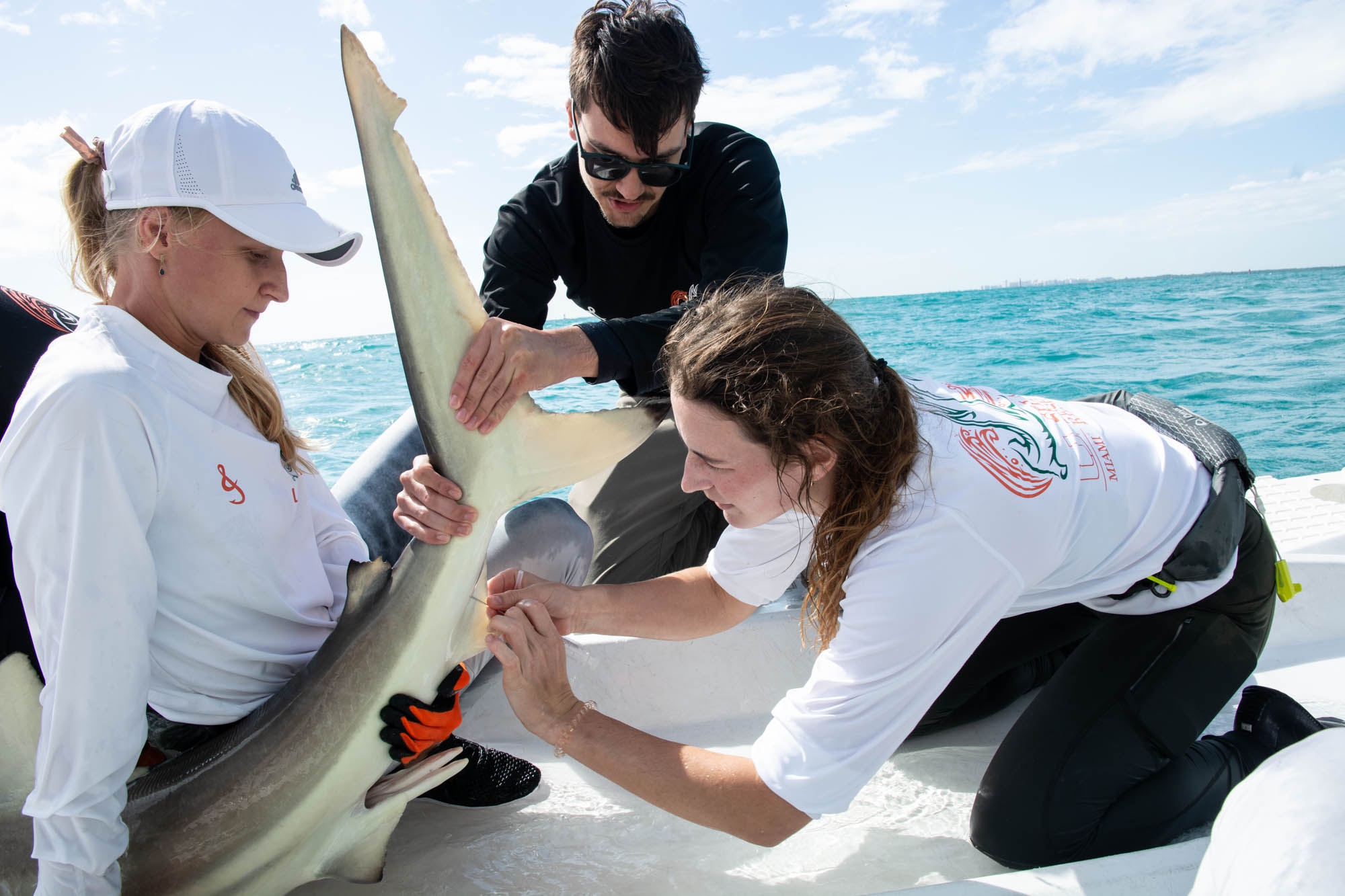 Animal Welfare – Shark Research & Conservation Program (SRC ...