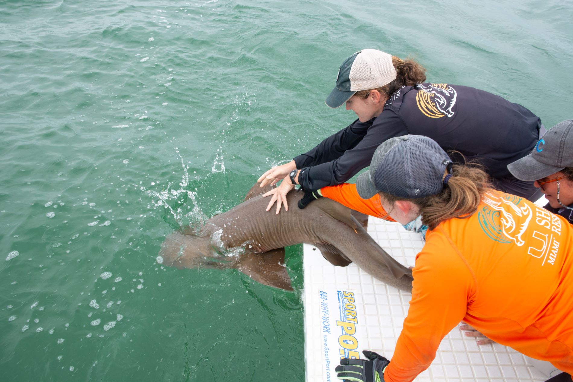 Our Team – Shark Research & Conservation Program (SRC) | University of ...