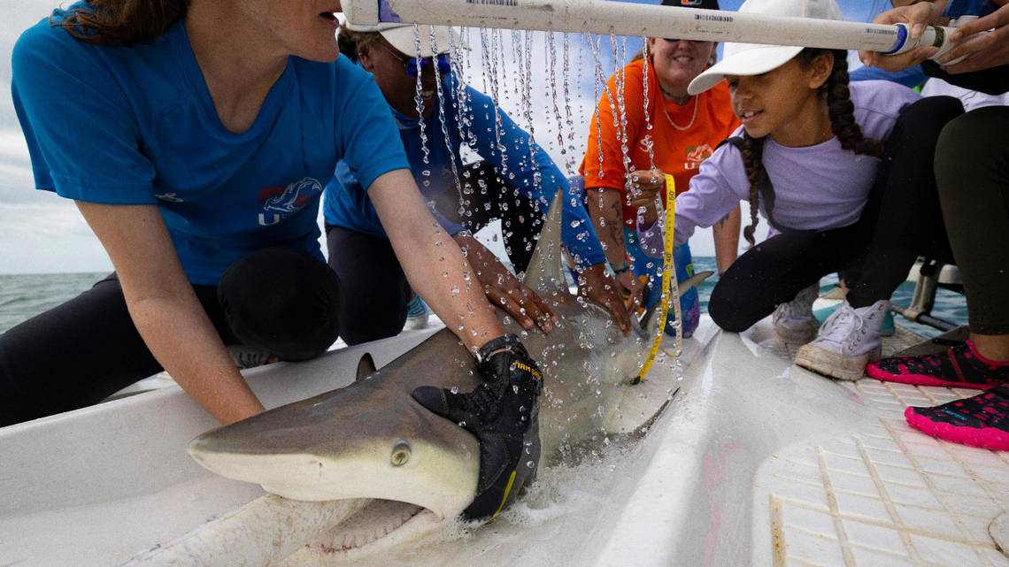 Media Coverage – Shark Research & Conservation Program (SRC ...
