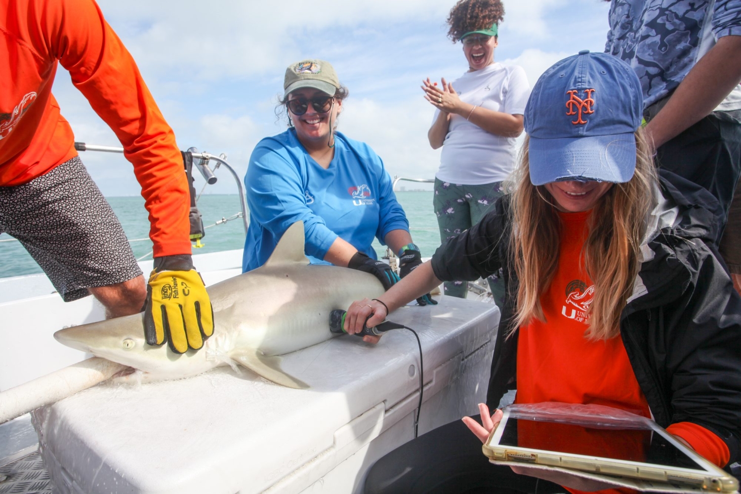 Shark Reproduction – Shark Research & Conservation Program (SRC ...