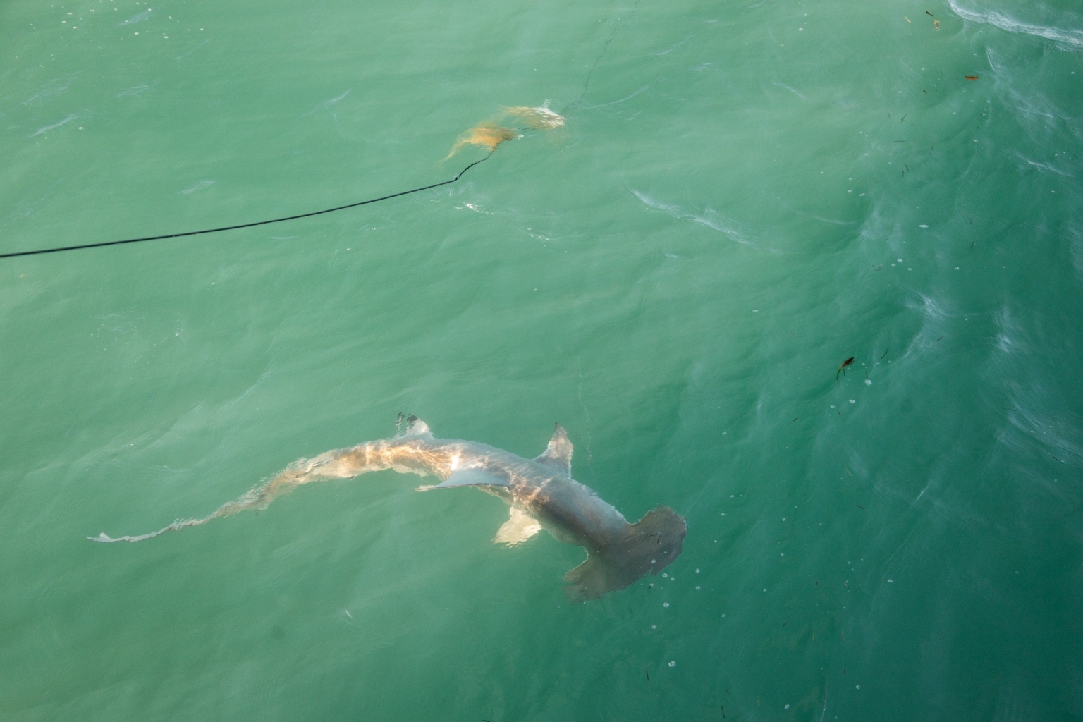 Shark Reproduction – Shark Research & Conservation Program (SRC ...