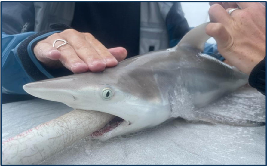 Shark Reproduction – Shark Research & Conservation Program (SRC ...